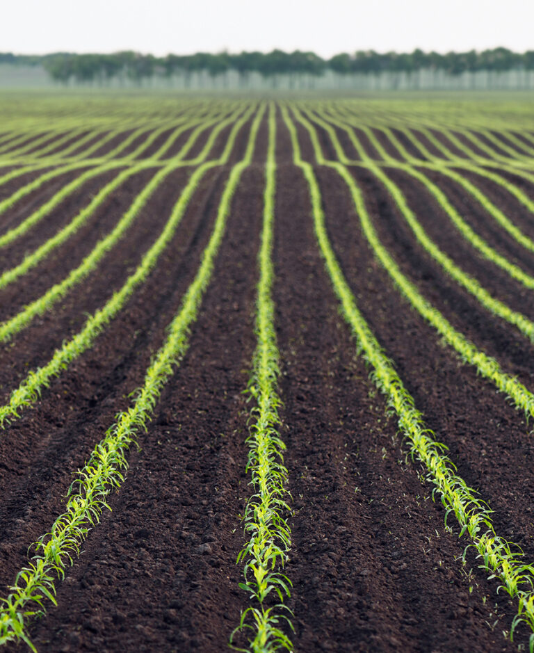 Building & construction – Singleton Birch