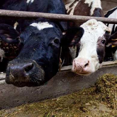 Products and Services - Singleton Birch