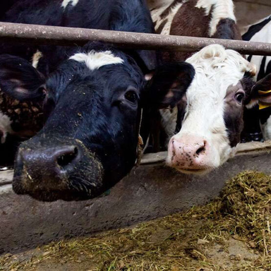 Products and Services - Singleton Birch